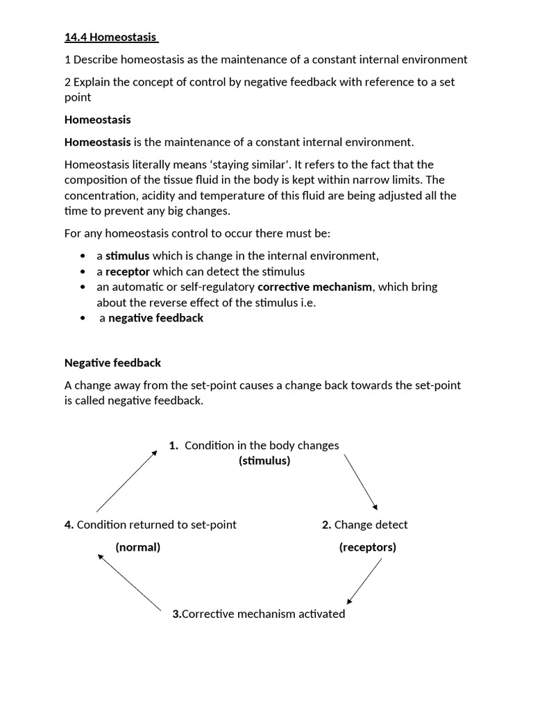 Understanding Homeostasis and Feedback | PDF