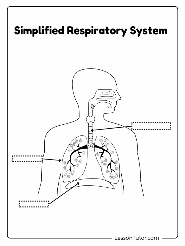 Worksheets Science Respiratory System Simplified Respiratory System | PDF