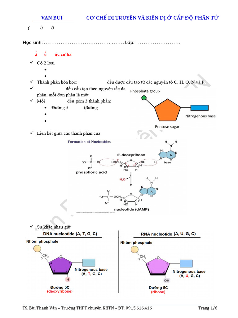 Li Thuyet - Nucleic Acid | PDF
