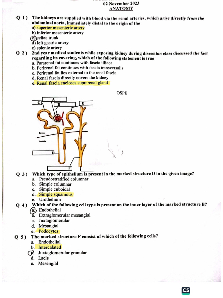 Chronic Proteus Infection and Renal Calculi | PDF