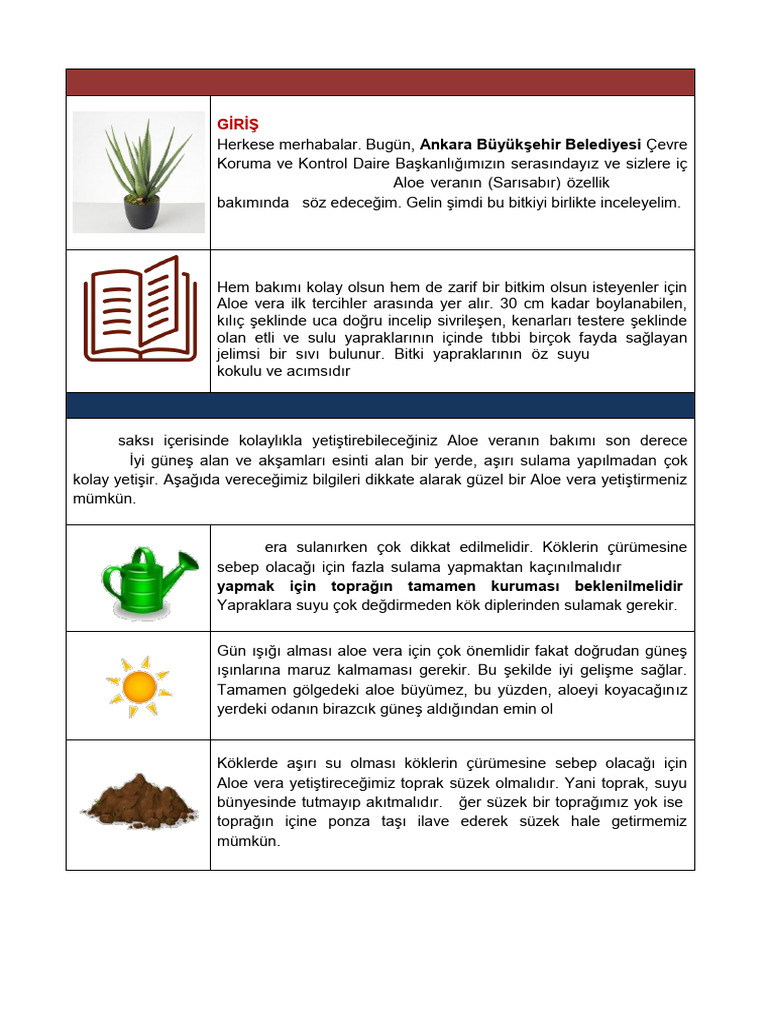 12 Aloe Vera | PDF