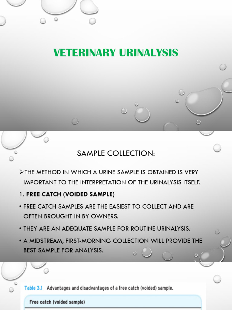 Week 10 Veterinary Urinalysis | PDF | Urine | Catheter