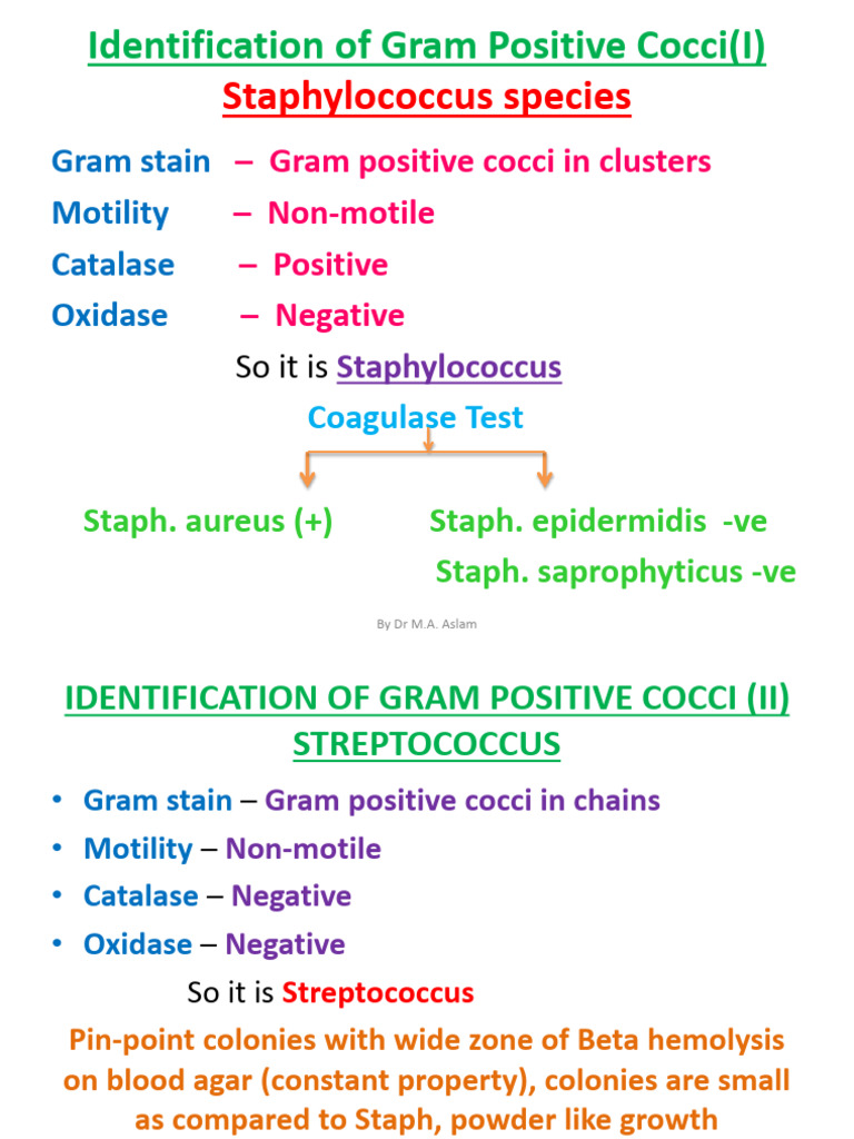 Identification of Different Pathogenic Bacteria | PDF | Streptococcus | Staphylococcus