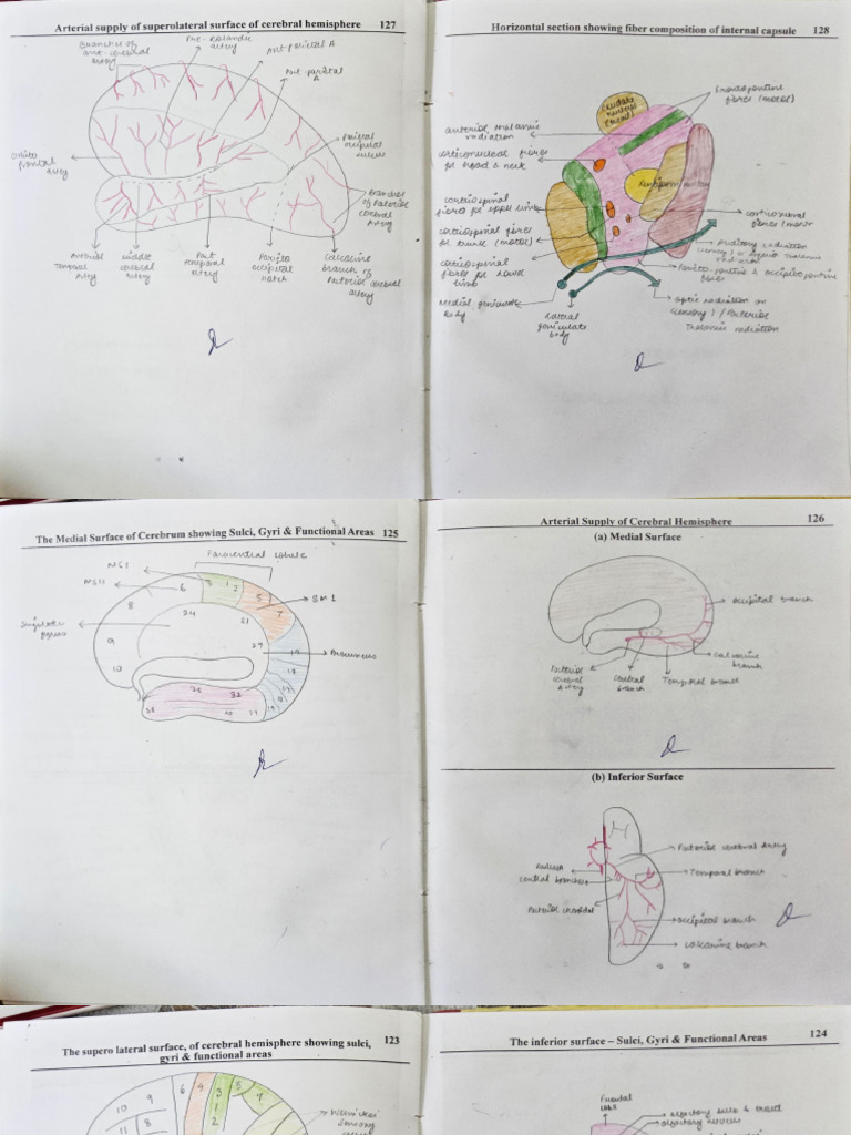 Anatomy Files | PDF