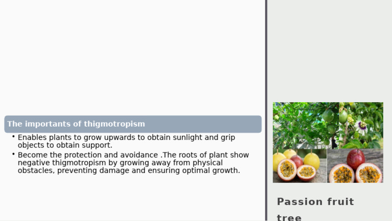 Plant With Tropism | PDF