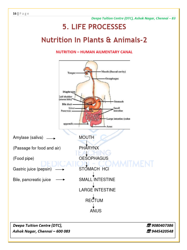 Nutrition - Plants and Animals - Notes - Part 2 | PDF | Digestion | Stomach