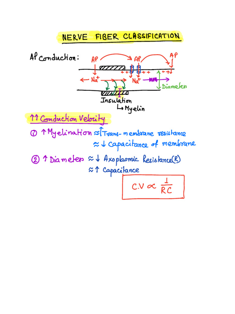 4 - Nerve Fiber Classification | PDF