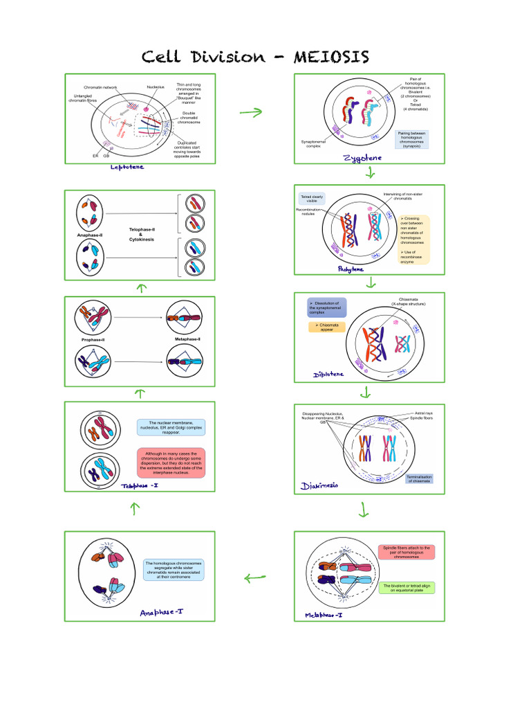 Cell Division Meiosis Short Notes With Diagram | PDF