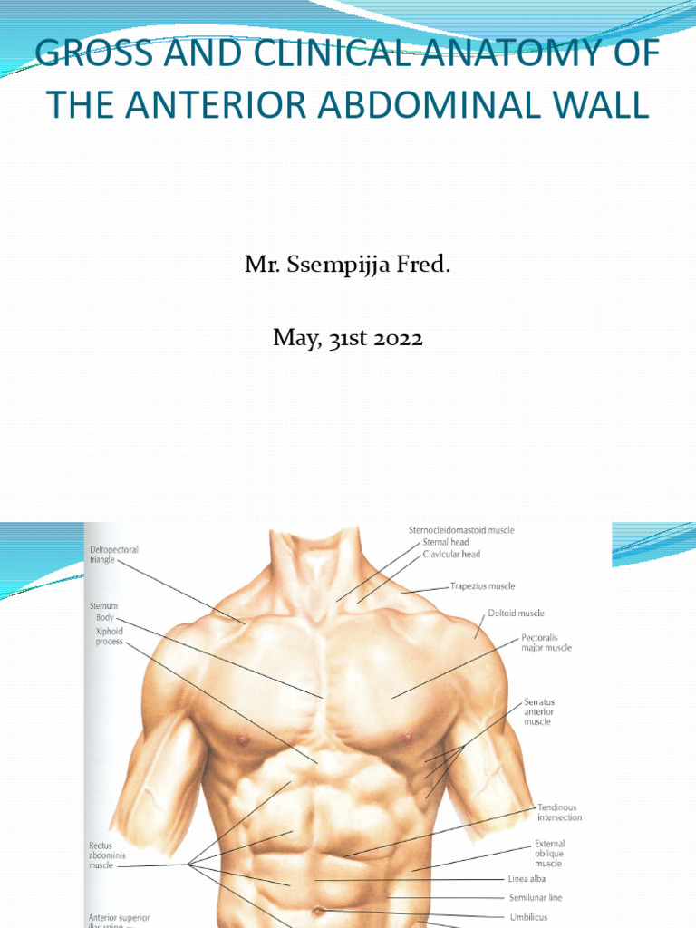 Anatomy of the Anterior Abdominal Wall | PDF | Abdomen | Vein