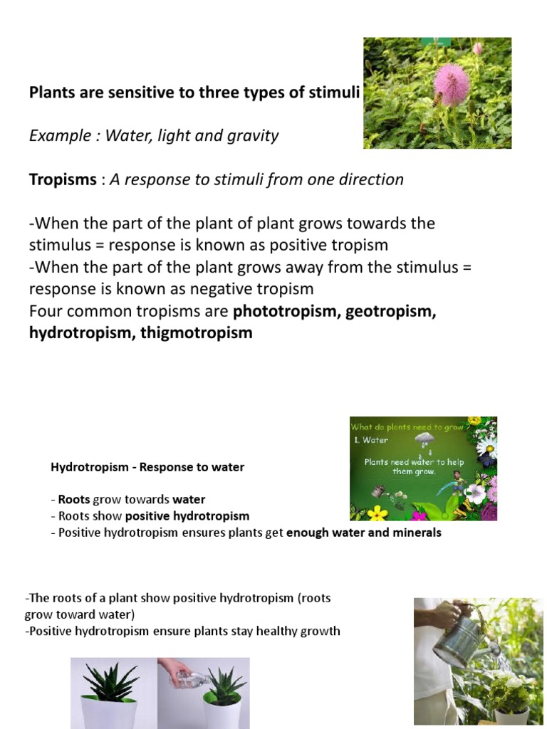 Plants Are Sensitive To Three Types of Stimuli: Example: Water, Light ...
