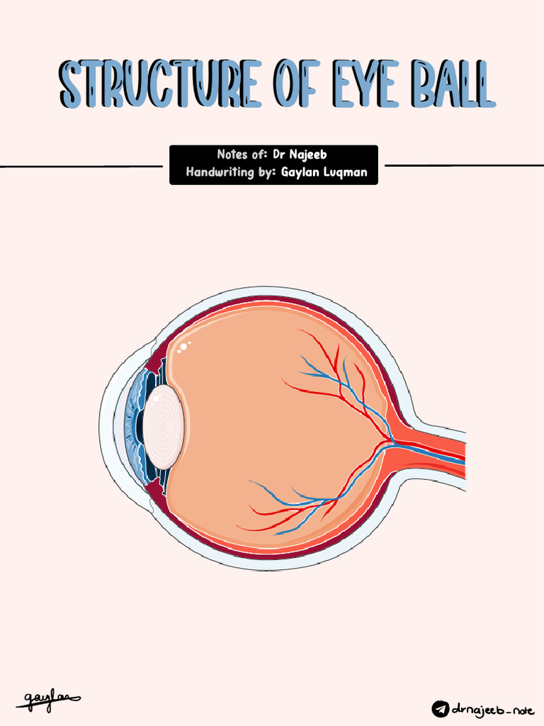 1 - Structure of Eye Ball | PDF | Eye | Retina