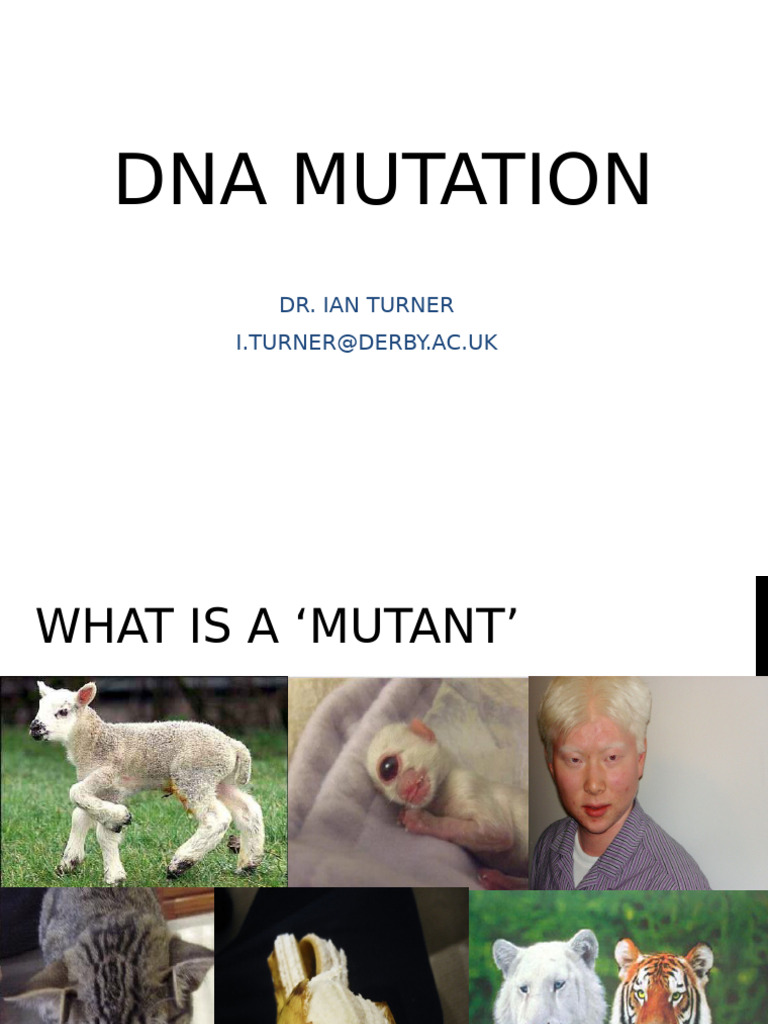 1 - DNA Mutation - Student Version | PDF
