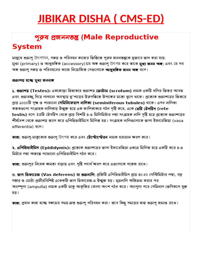 Male Reproductive System | PDF