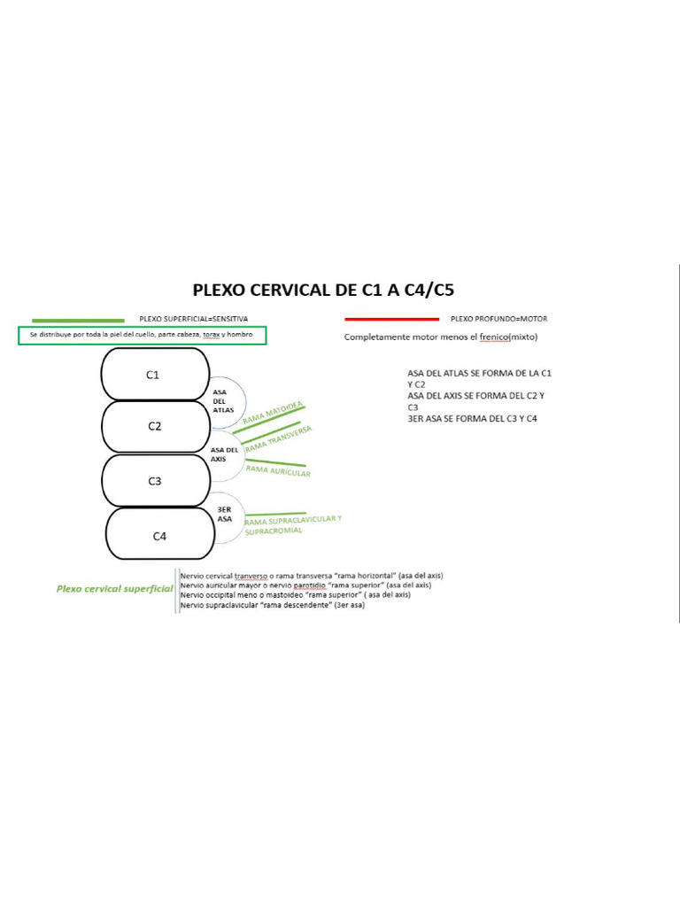 Plexo Cervical. | PDF