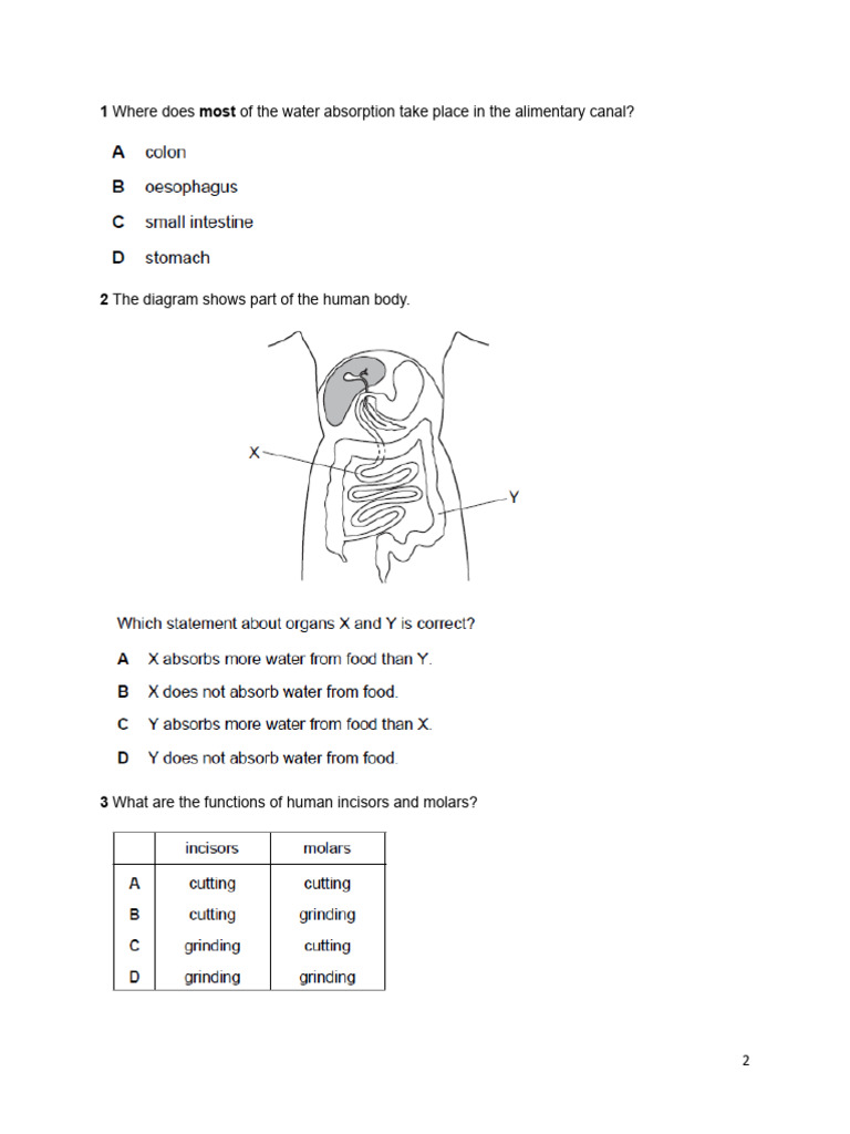Human Nutrition Worksheet-Merged | PDF | Digestion | Human Tooth