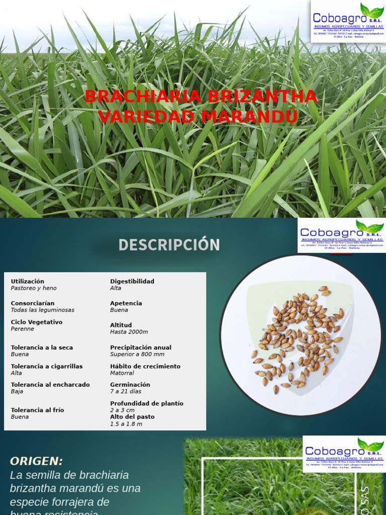 Brachiaria Brizantha Variedad Marandu | PDF | Pasto | Plantas