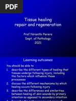 Phases of Tissue Repair Explained | PDF | Wound Healing | Extracellular ...