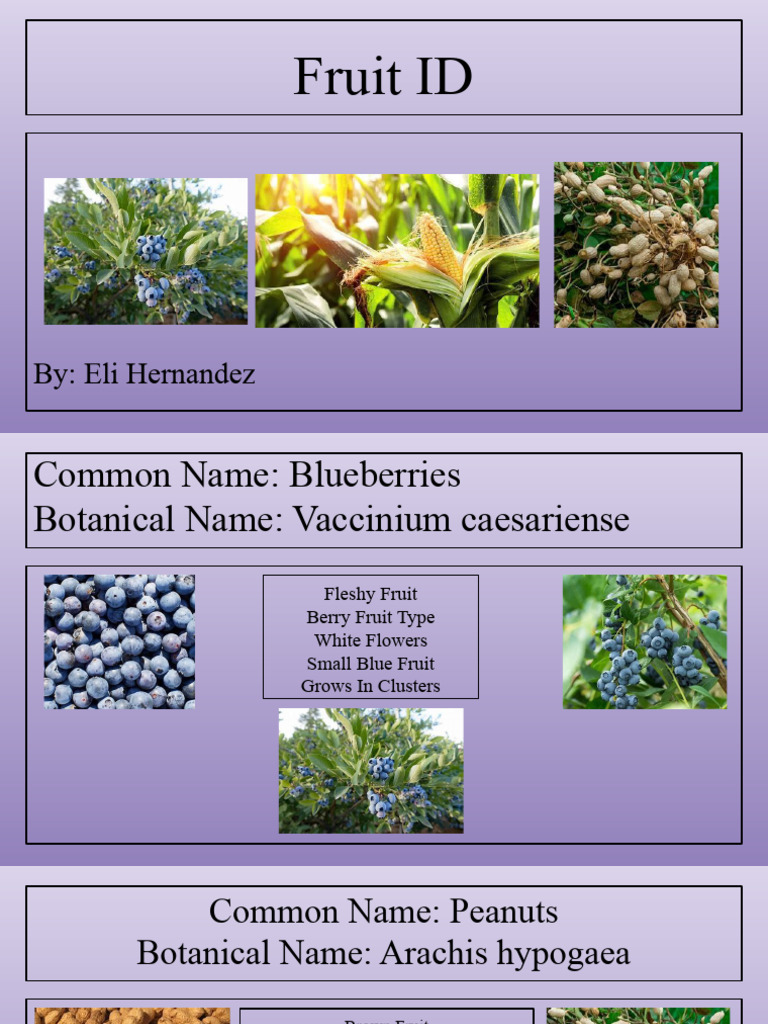 Fruit Identification Guide: Berries & Nuts | PDF