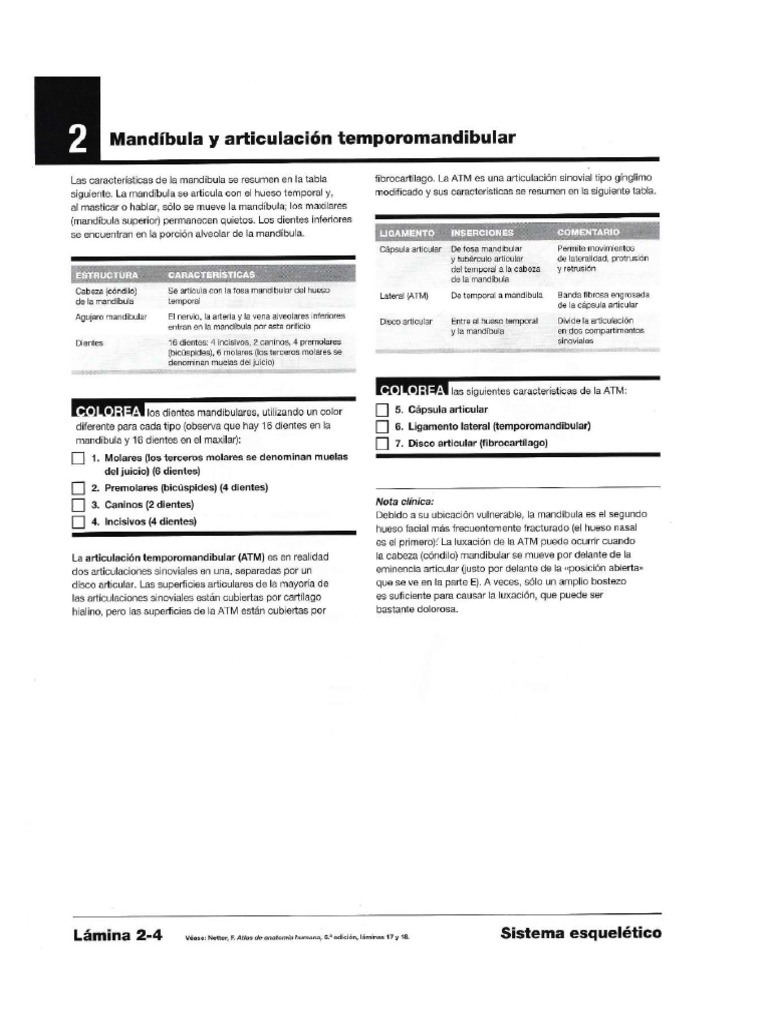 Netter Para Colorear 45 Pdf