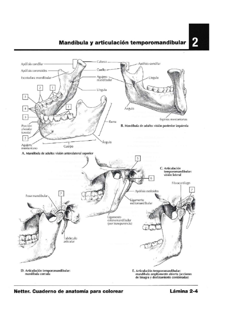 Netter Para Colorear 46 Pdf