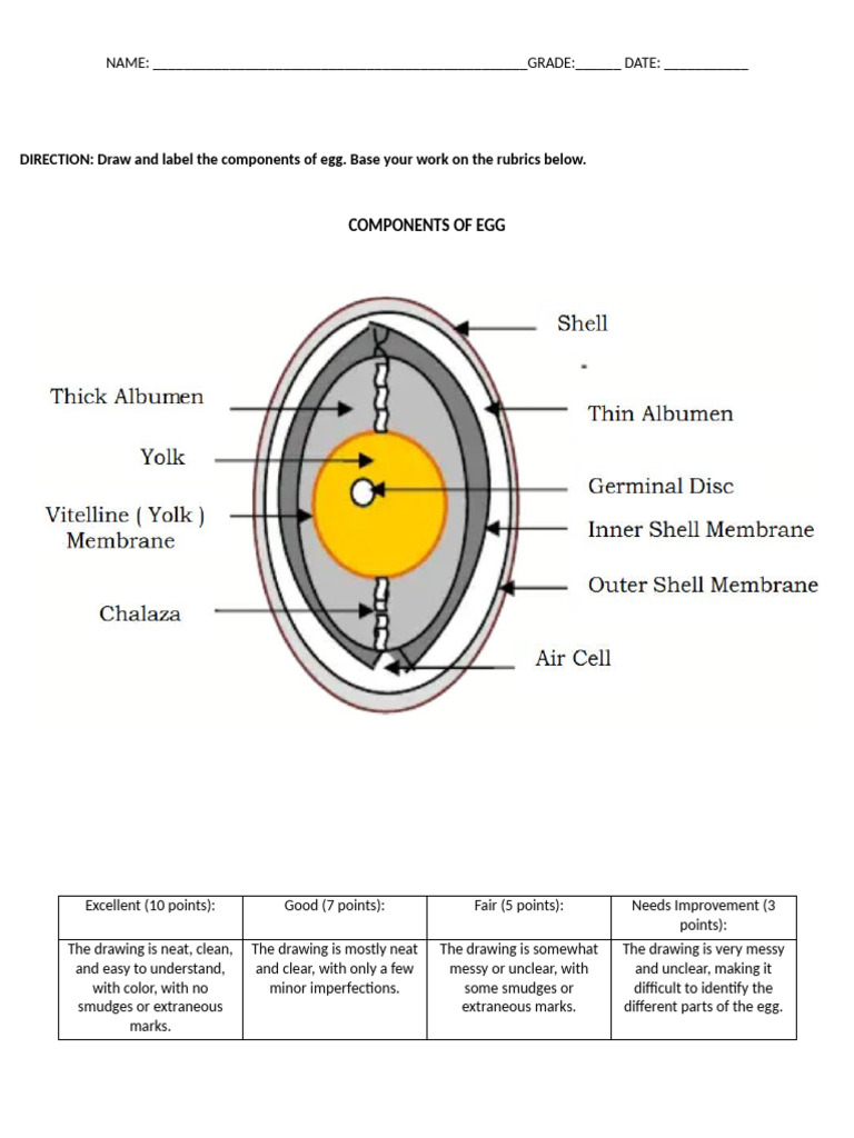 Egg Components Drawing Assignment | PDF