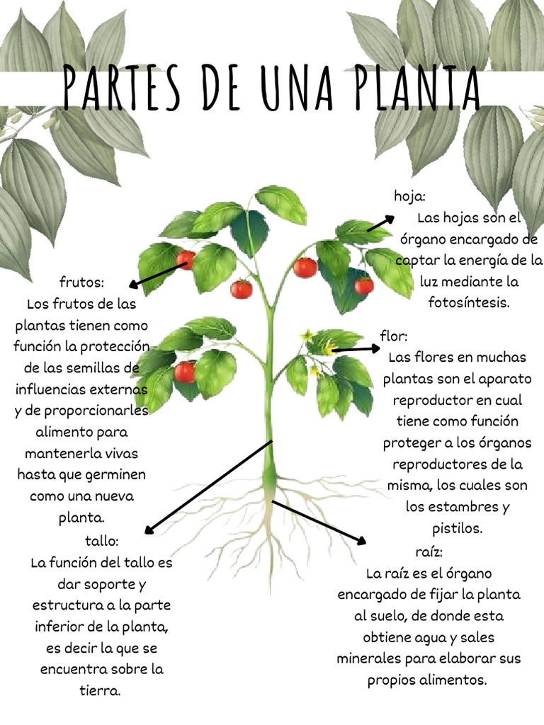 Partes de Una Planta | PDF