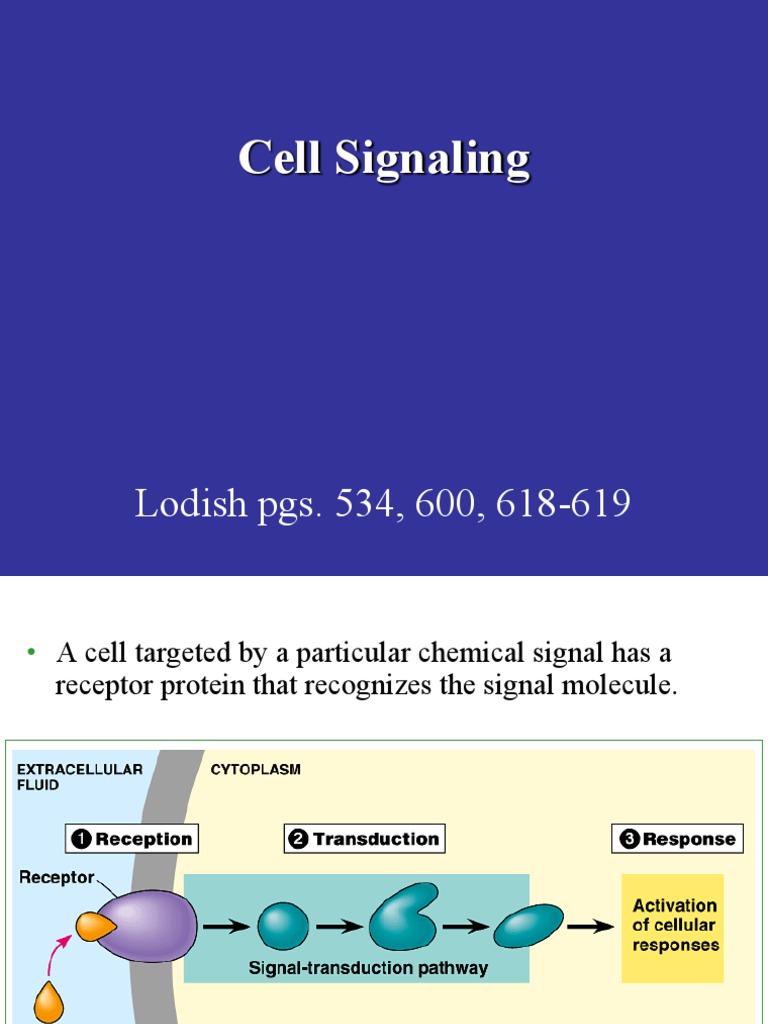 Cell Signaling | PDF | Insulin | Protein Kinase B