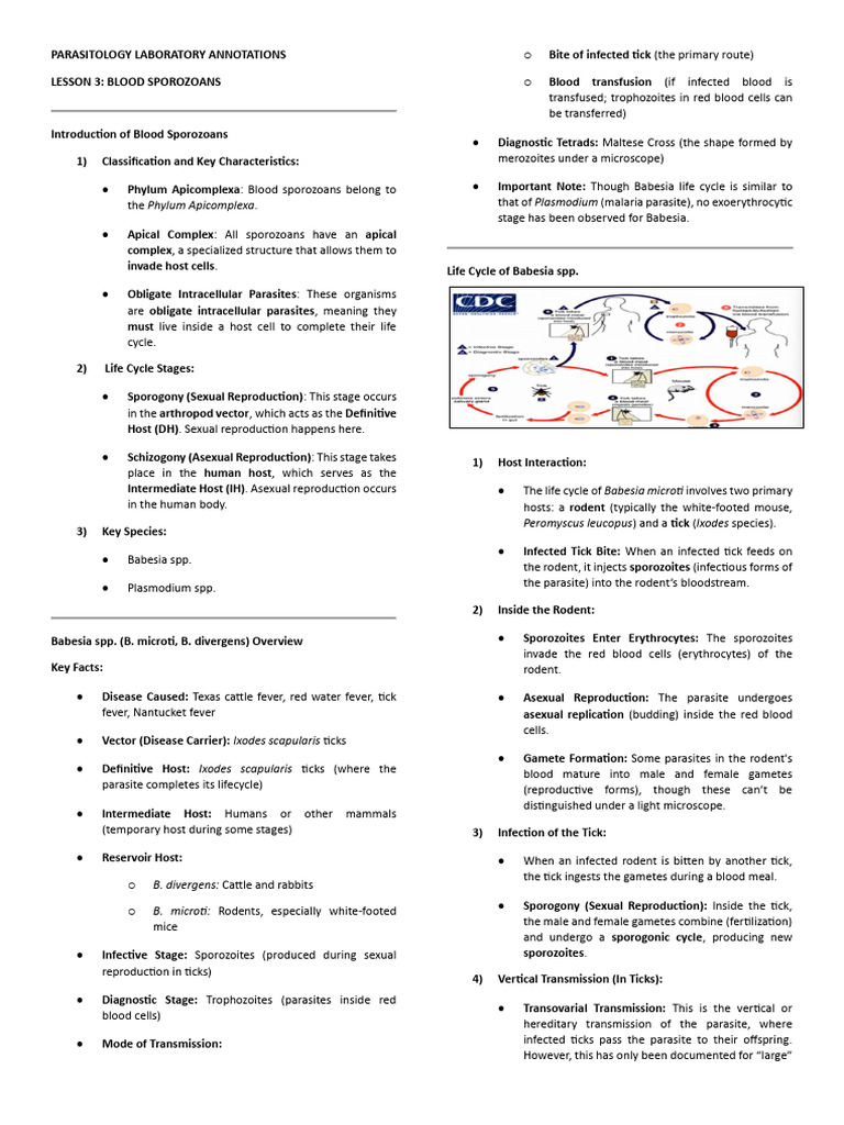 Lesson 3 - Blood Sporozoans (Parasitology Laboratory Annotations) | PDF ...
