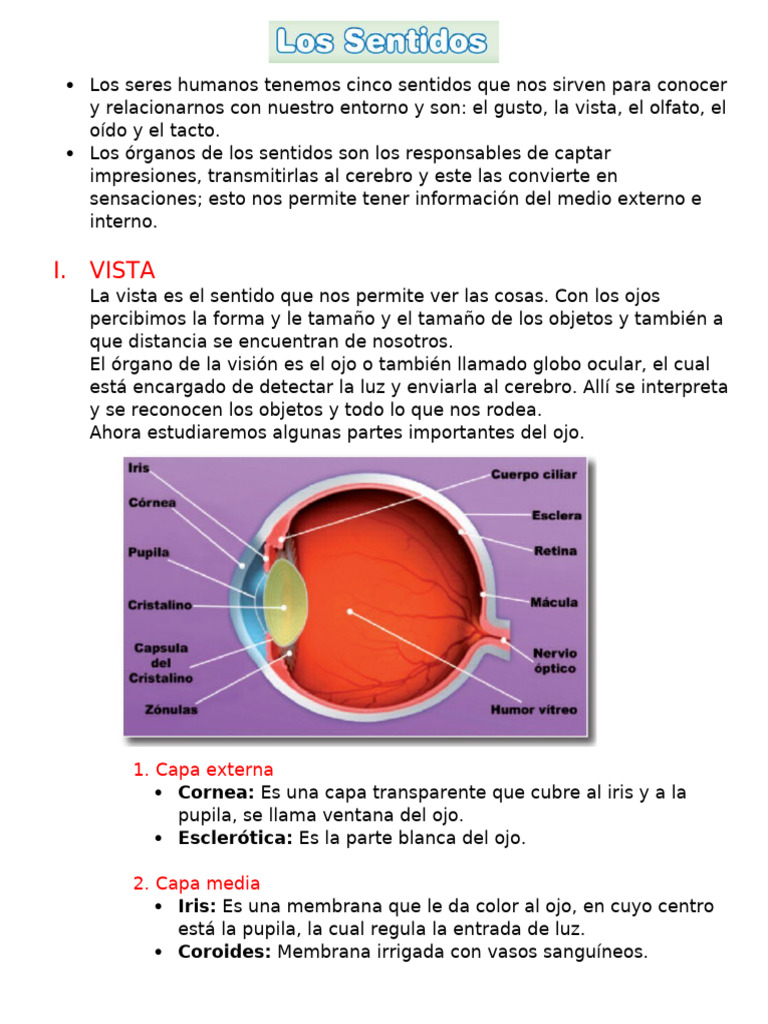 Fichas Del Sentido | PDF | Ojo | Escuchando
