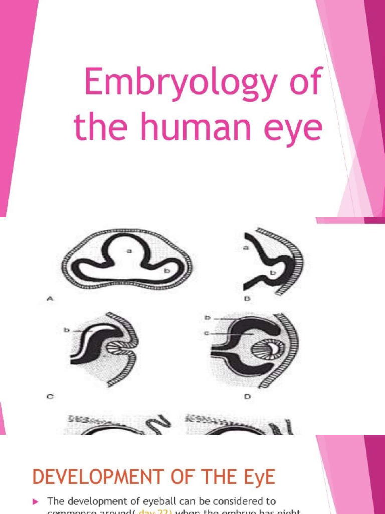 Embryology of Eye | PDF