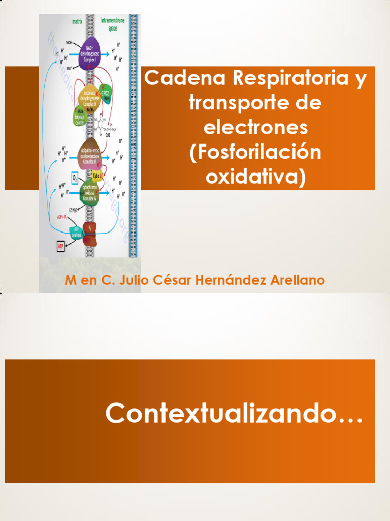 Cadena Respiratoria | PDF | Cadena de transporte de electrones | Trifosfato de adenosina