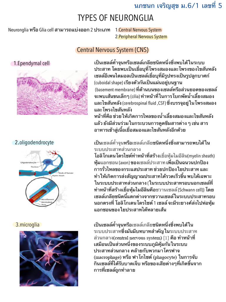 Types of Neuronglia: Central Nervous System (CNS) | PDF
