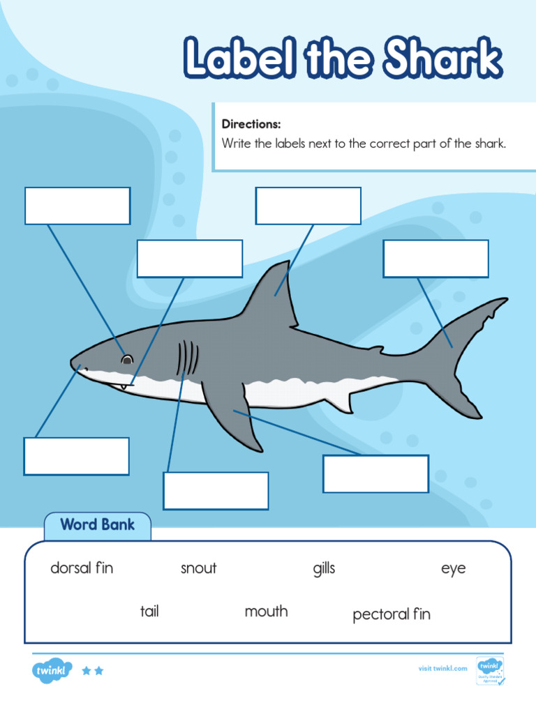 Color Middle Ability Label The Shark Differentiated Activity | PDF