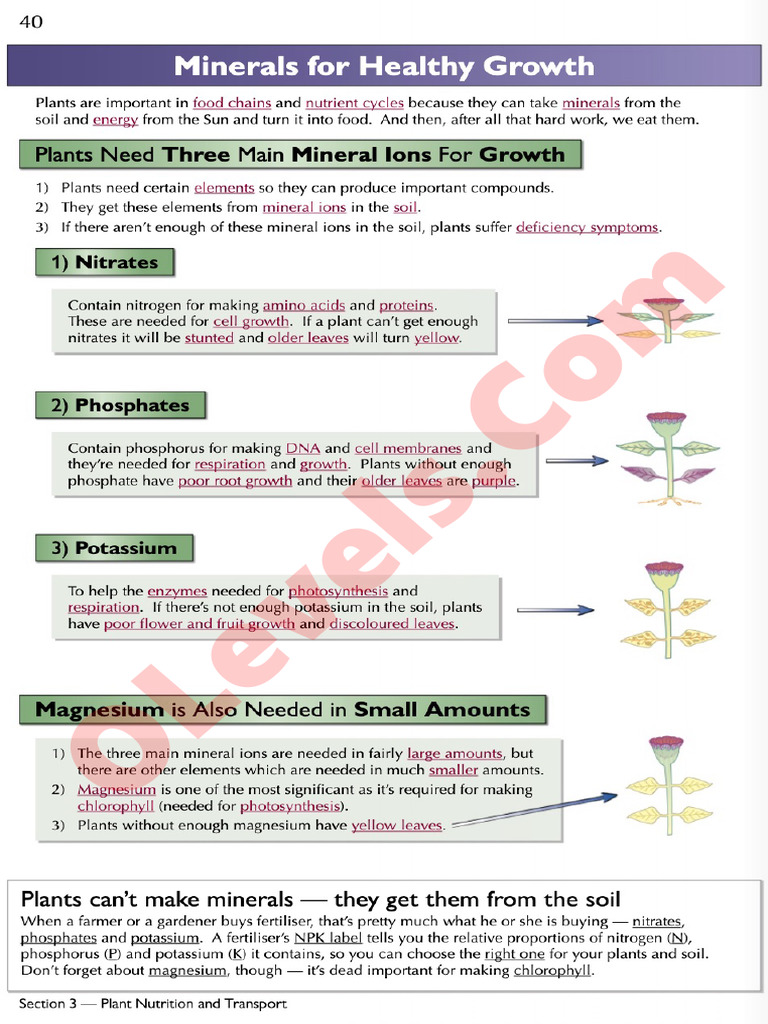 13ddfc53 Revision Notes 3 Plant Nutrition and Transportp6 | PDF
