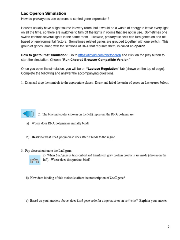 Lac Operon PhET Simulation by Jennifer Park | PDF | Operon | Gene