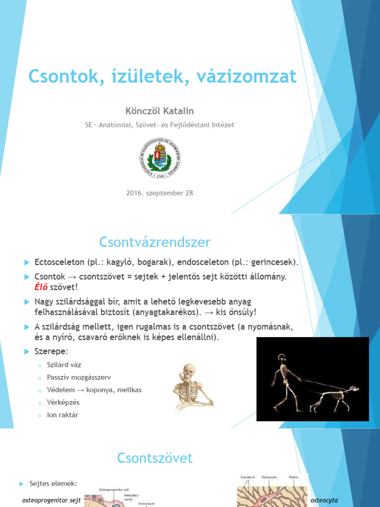 Bme Csontok Izuletek Vazizomzat 2016-09-28 | PDF