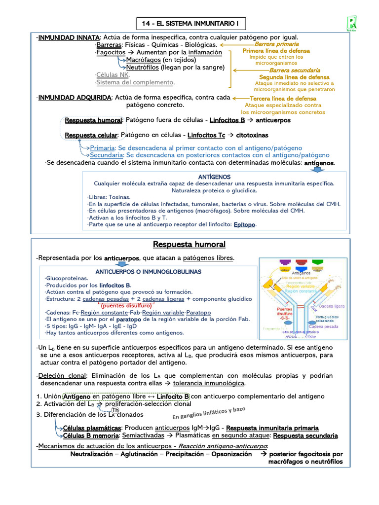 14-Inmunología I-Resumen | PDF | Anticuerpo | Sistema inmune