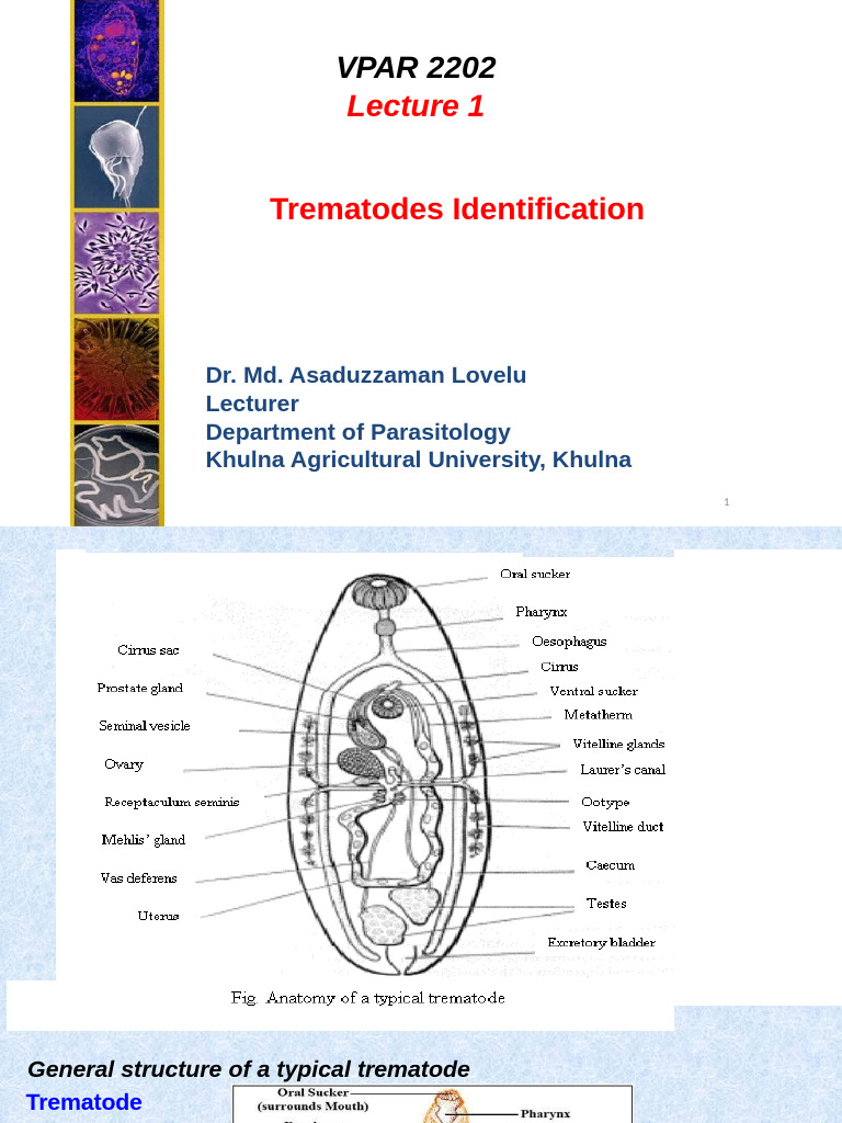 Lecture 1 (Trematodes) | PDF