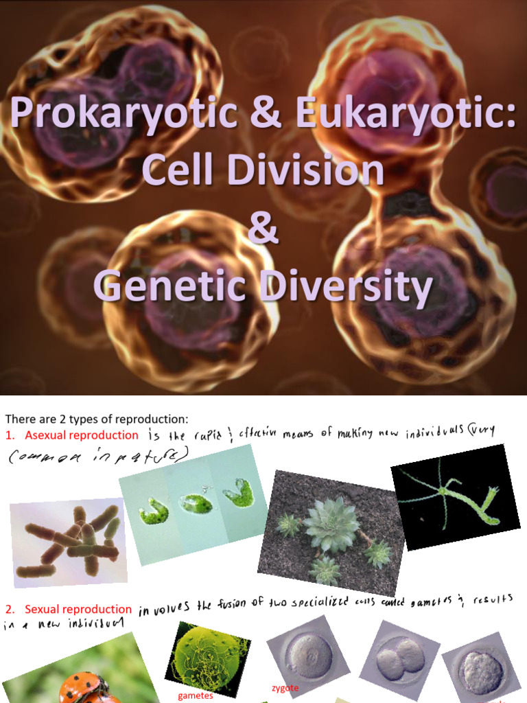 15cell Cycle, Mitosis, Meosis & Bacteria - Flip Lecture | PDF | Meiosis ...