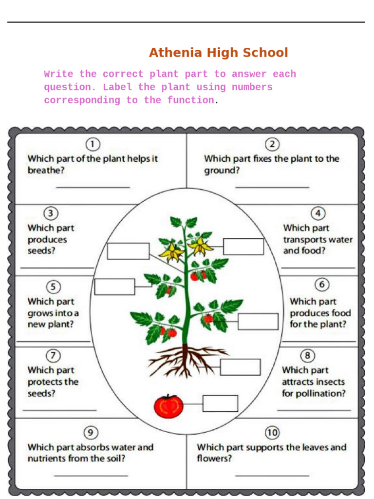 Parts of A Plant (H.W) | PDF