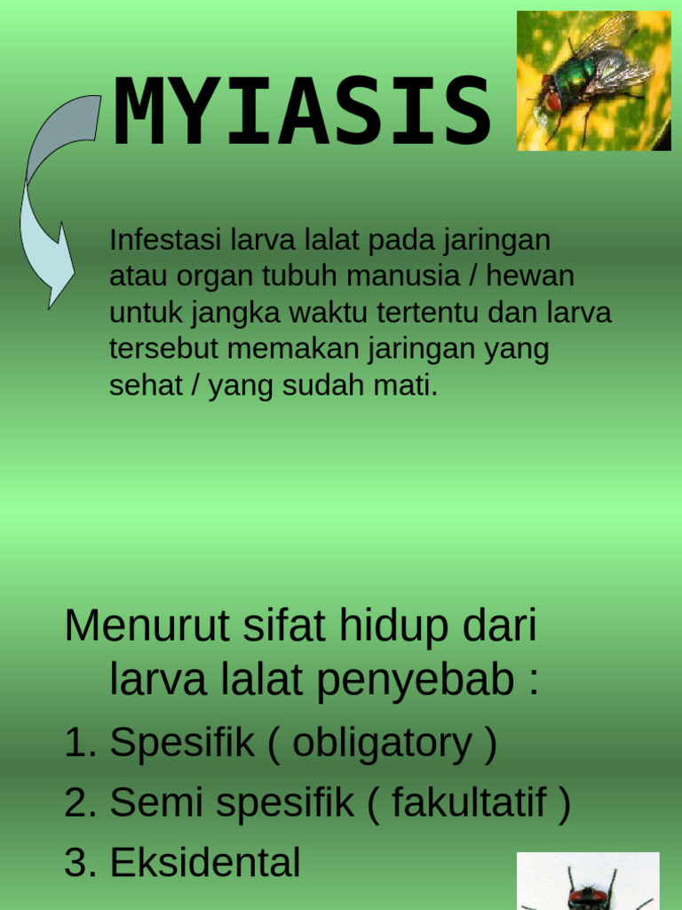 08 MYIASIS Parasitologi | PDF
