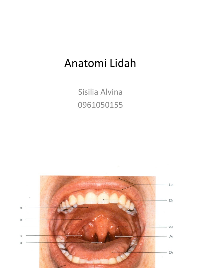 Anatomi Lidah | PDF