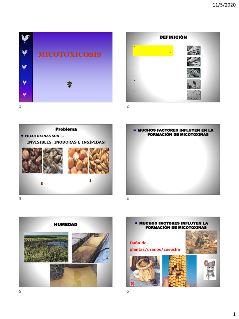 Micotoxicosis - UMSS | PDF | Micotoxinas
