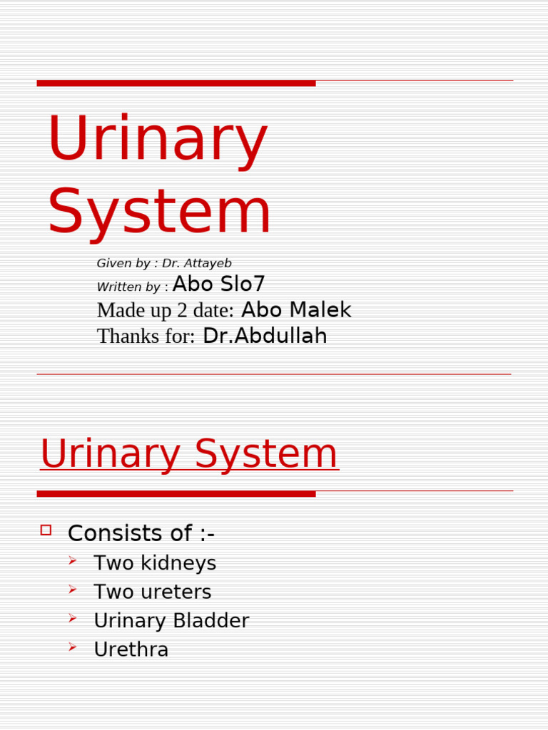 5.urinary System Slides | PDF | Animal Anatomy | Anatomy