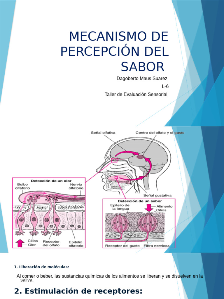 Mecanismo de Percepcion Del Sabor | PDF