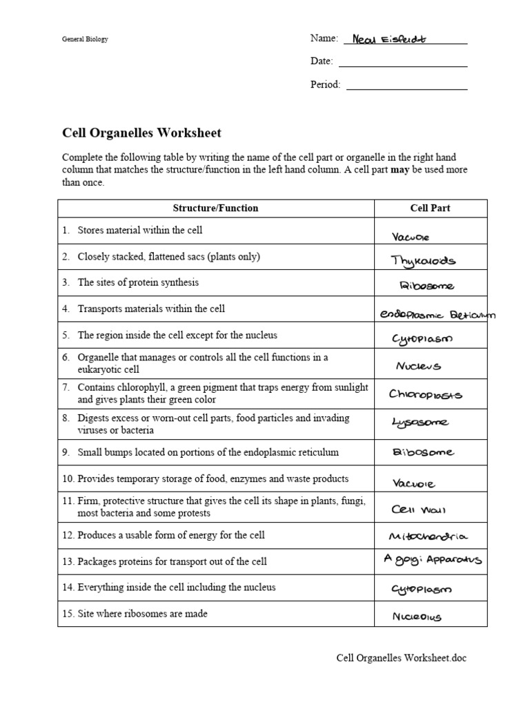 Worksheet - Cell Organelles | PDF | Endoplasmic Reticulum | Cell (Biology)