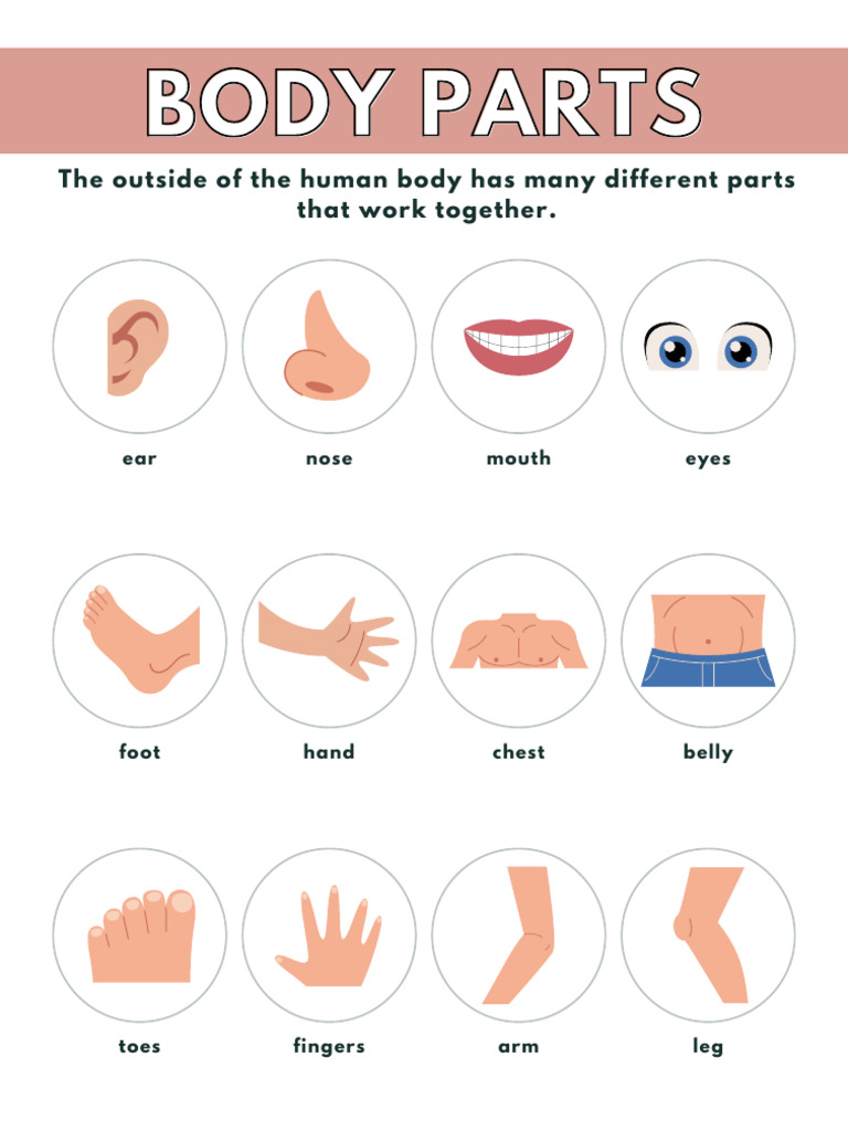 Speech Therapy Poster Body Parts Preschool | PDF