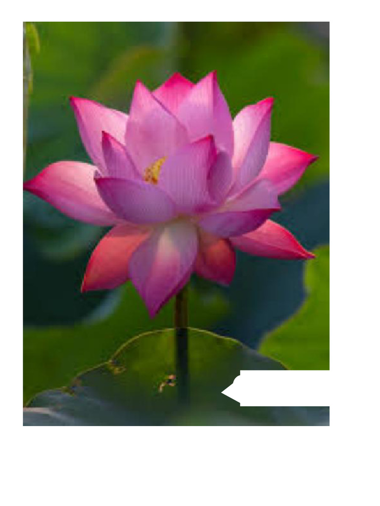 Lotus | PDF