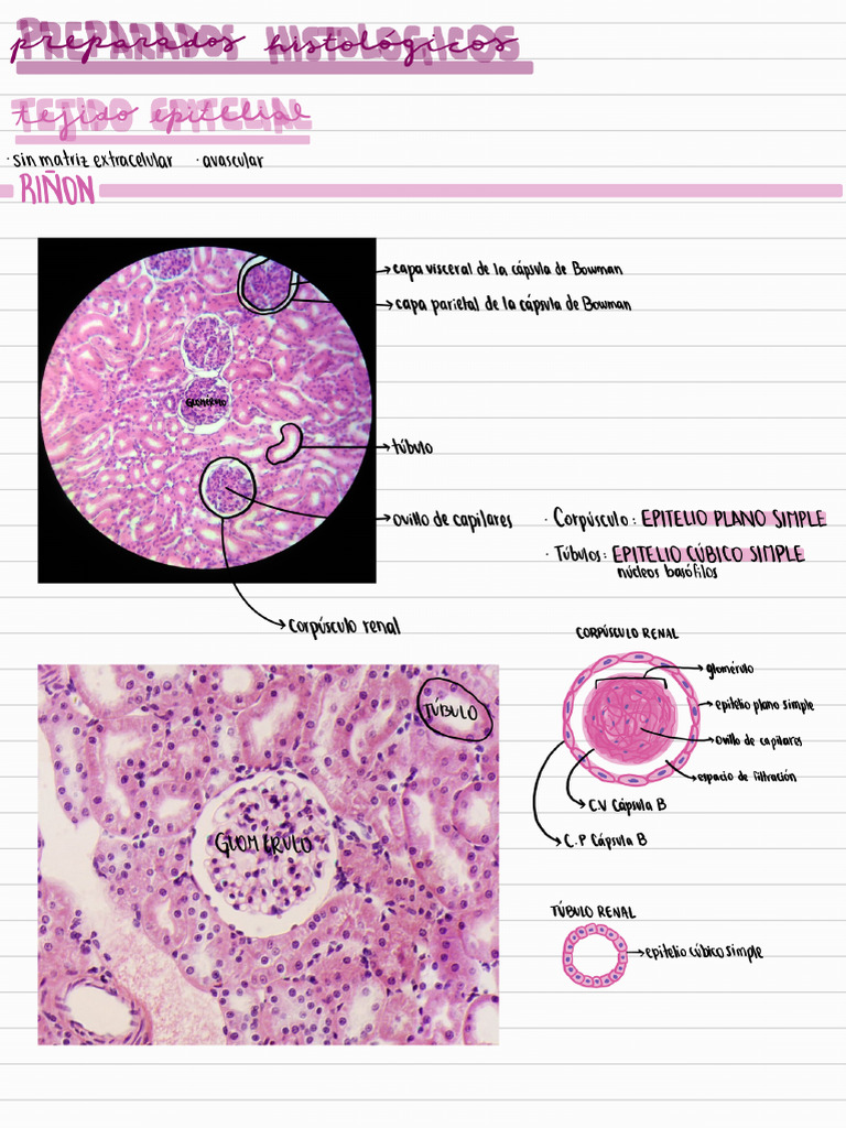 Histo 1 | PDF