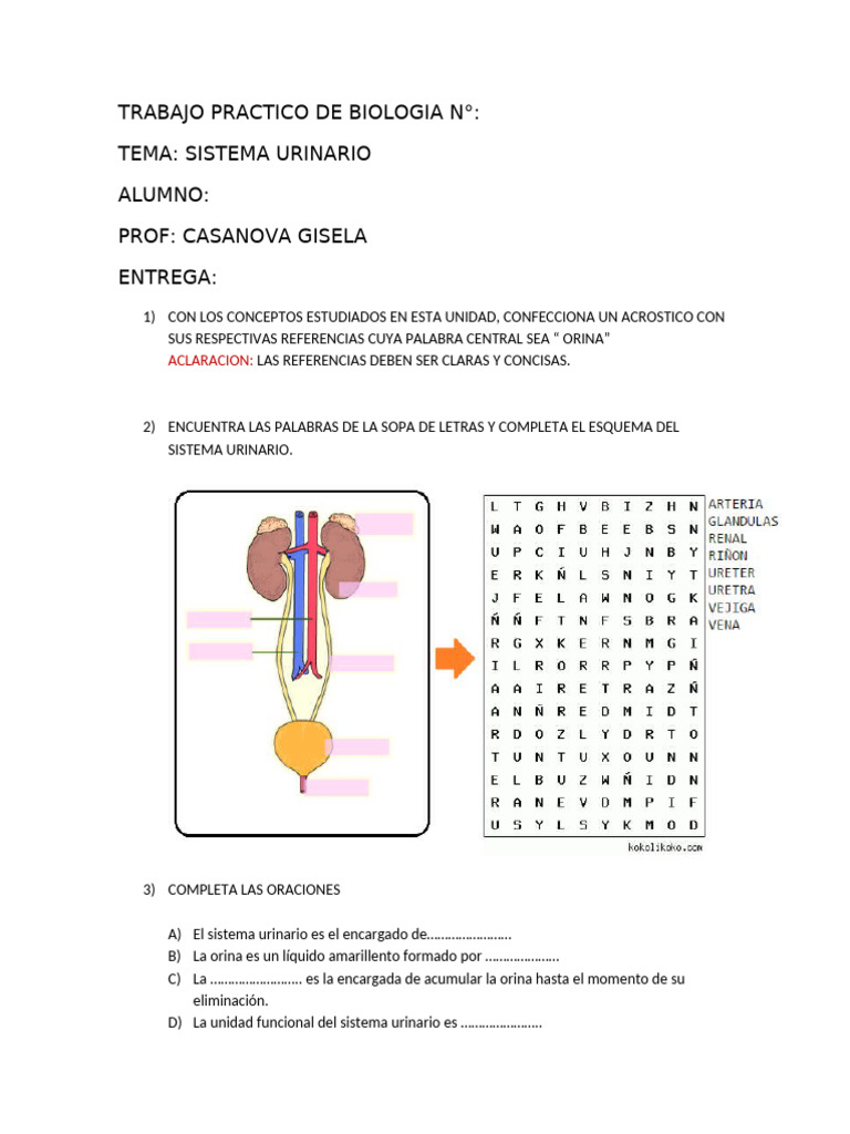 Sistema Urinario | PDF